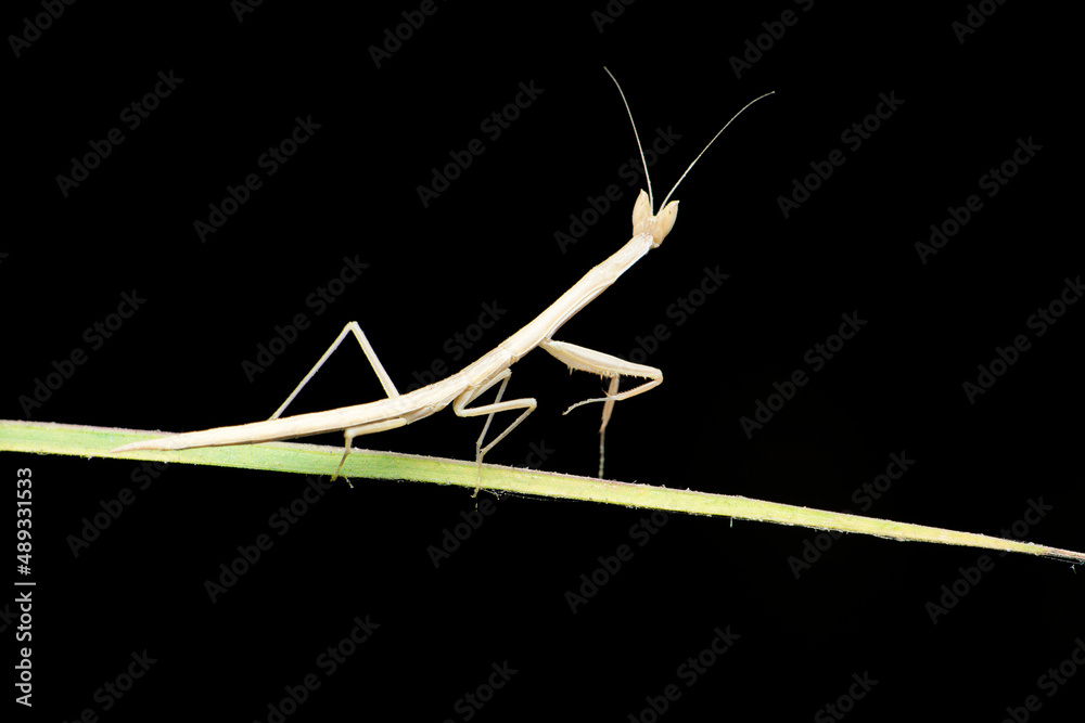 Grass mantis on grass balde, Deiphobella laticeps, Endemic to Western ...