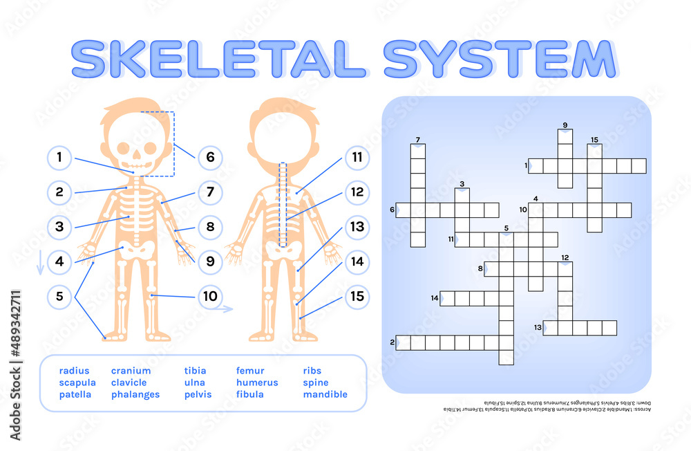 Crossword Puzzle for Children. Skeletal System. Page from Workbook ...