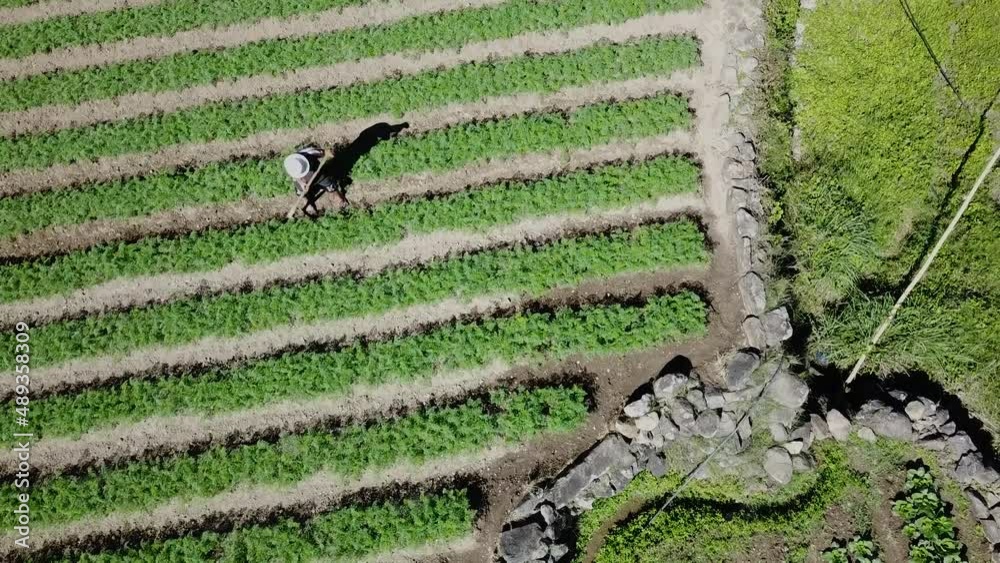 Farmer tending to hit vegetable garden crop wearing a hat birds eye ...