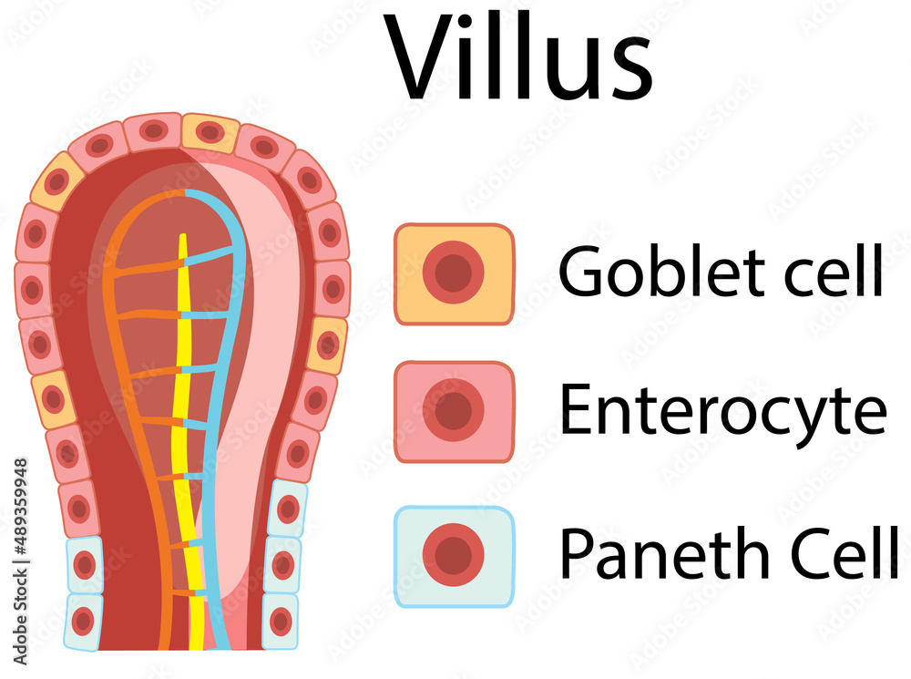 Diagram showing intestinal villus structure Stock Vector | Adobe Stock
