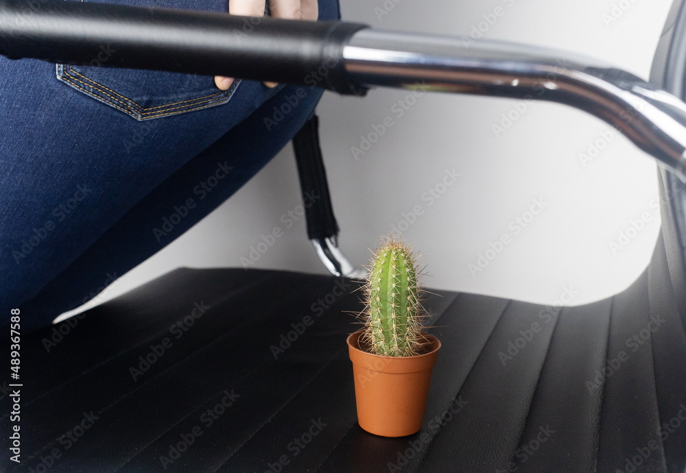 Concept. A woman holds a cactus as a symbol of rectal pain. Varicose ...