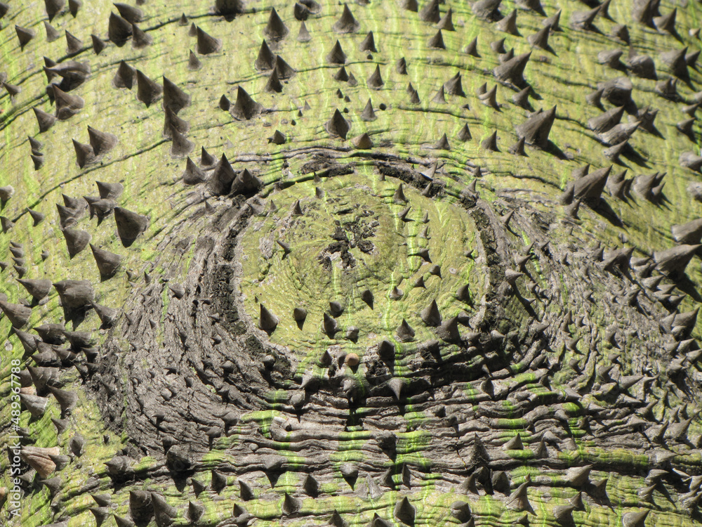 Spiked texture of a tree bark. Vegetable skin surface of a trunk. Stock ...