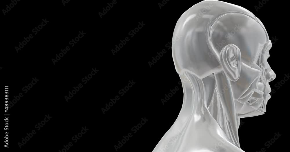 3d model man mannequin rotating in loop. Head of a man as robotic model ...