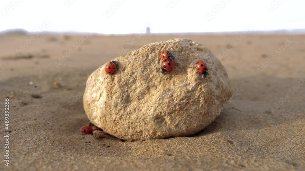 Lady bugs insects, ladybirds on a rock at the beach. Animal backgrounds ...