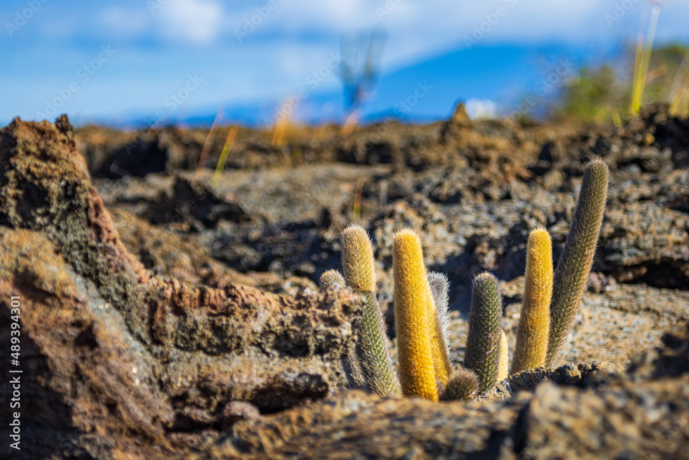 This unique species of lava cactus is endemic to the Galapagos Islands ...