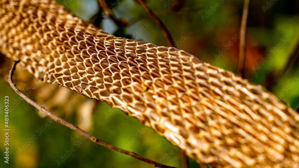 Snake shedding skin. Snake molt. Golden color snakeskin. Stock Photo ...