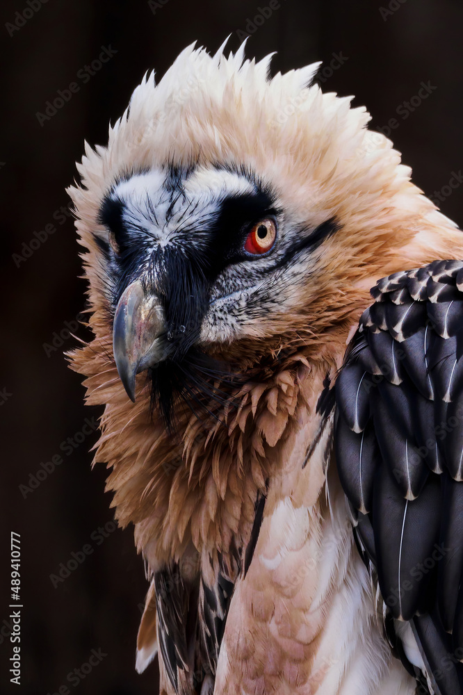 Vulture bearded portrait outside with dark background. Stock-Foto ...