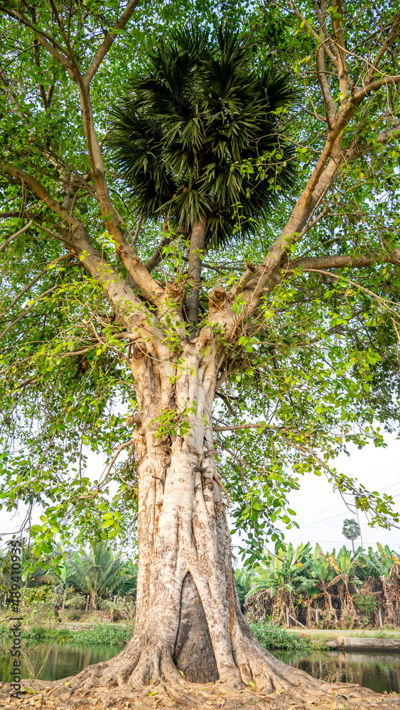 Ficus benghalensis, commonly known as the Banyan inside Borassus tree ...