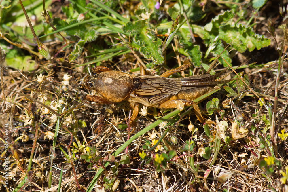 Insecto Grillo topo, Scapteriscus vicinus en la hierba Stock Photo ...