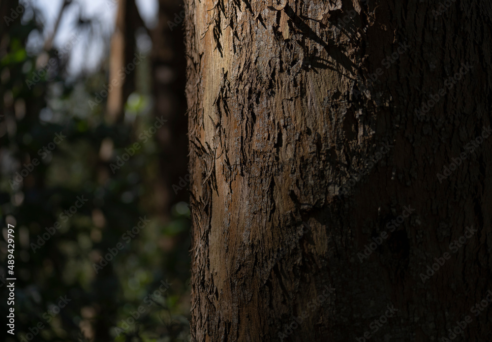 Sea of high trees in a landscape of the forest of Suesca Colombia Stock ...