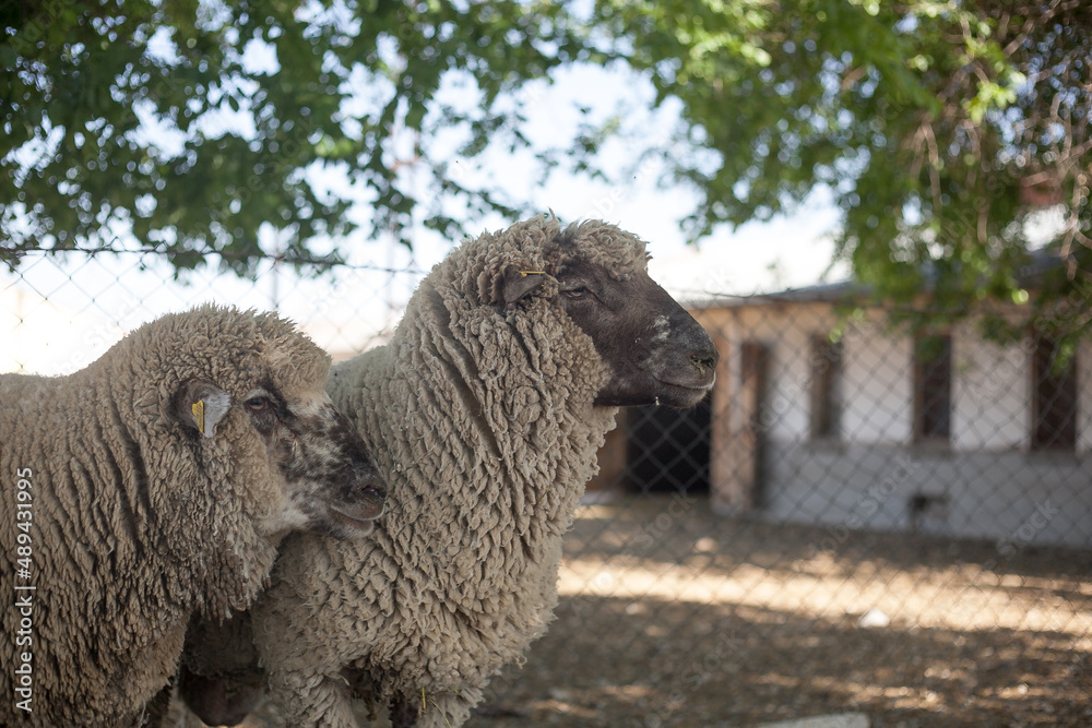 Sheep farming is a very popular livelihood in the world. Merino sheep ...