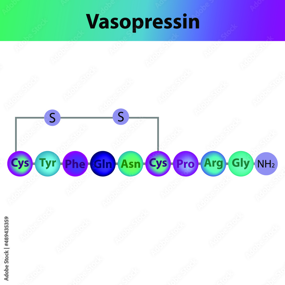 Vasopressin hormone peptide primary structure. Biomolecule schematic ...