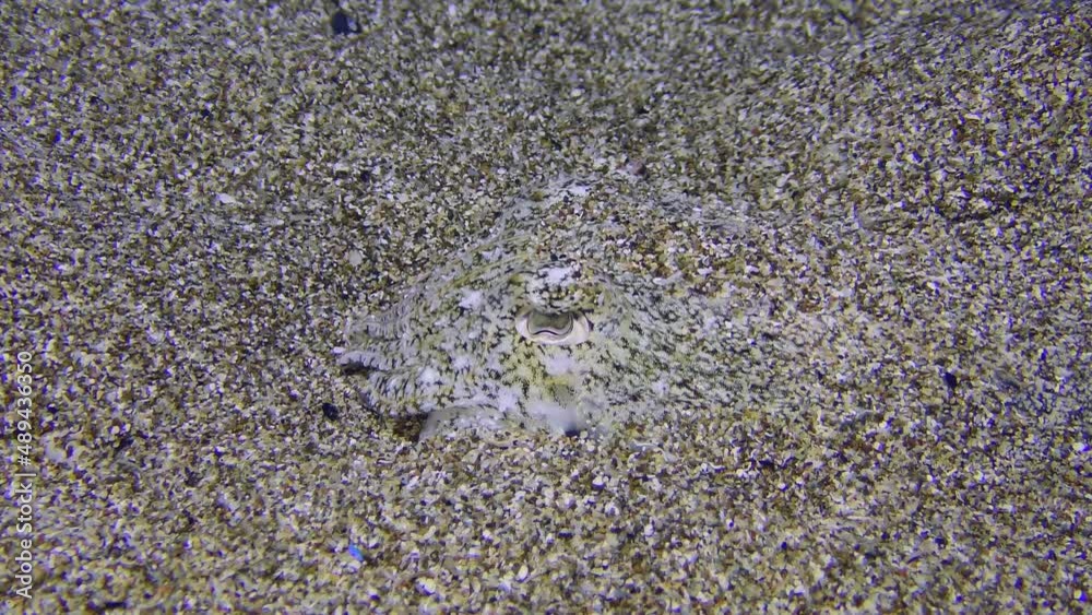 Common cuttlefish (Sepia officinalis) on a sandy bottom: The camera ...