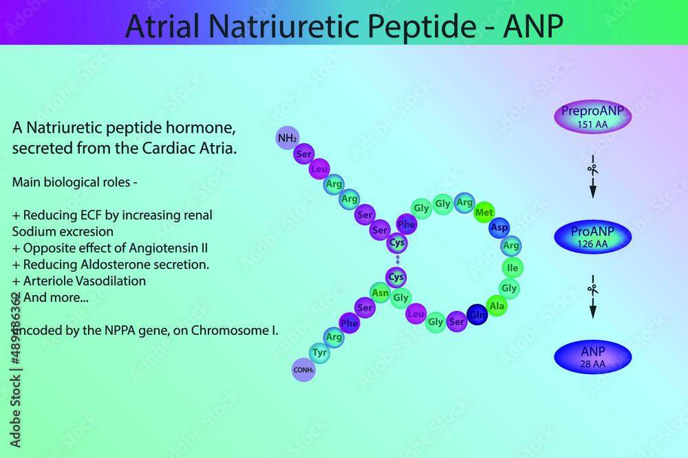 ANP Atrial natriuretic peptide hormone peptide structure and infographic with short information ...