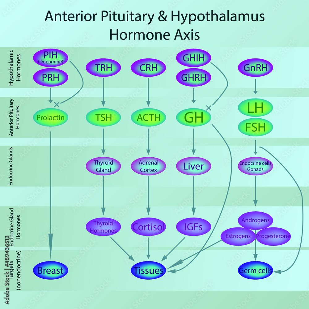 Pituitary gland hormone diagram showing signalling and feedback loops ...
