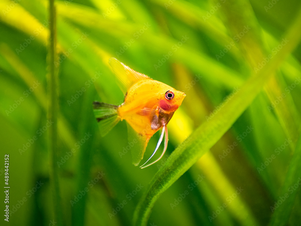 Red devil angelfish in tank fish with blurred background (Pterophyllum ...