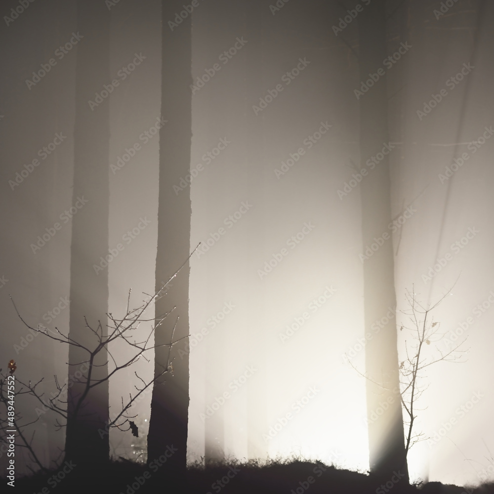 Illuminated pathway through the mighty trees at night. Scary forest ...