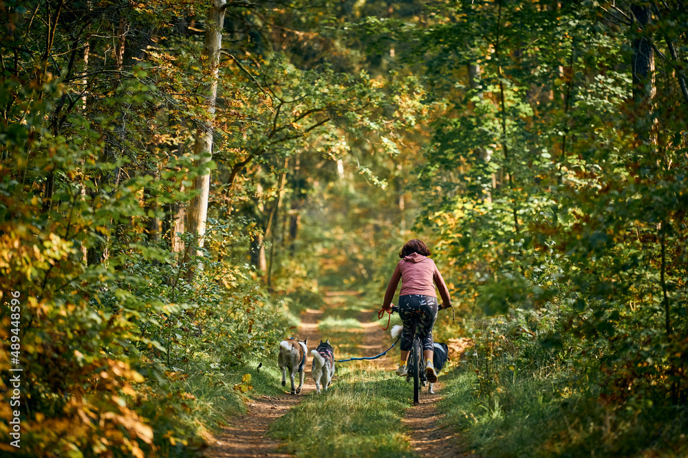 Bikejoring sled dogs mushing race, fast Siberian Husky sled dogs ...