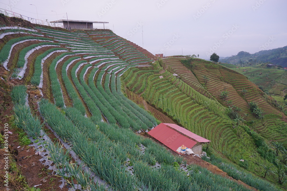 Beautiful terrace plantation with leading line and green plantation of ...