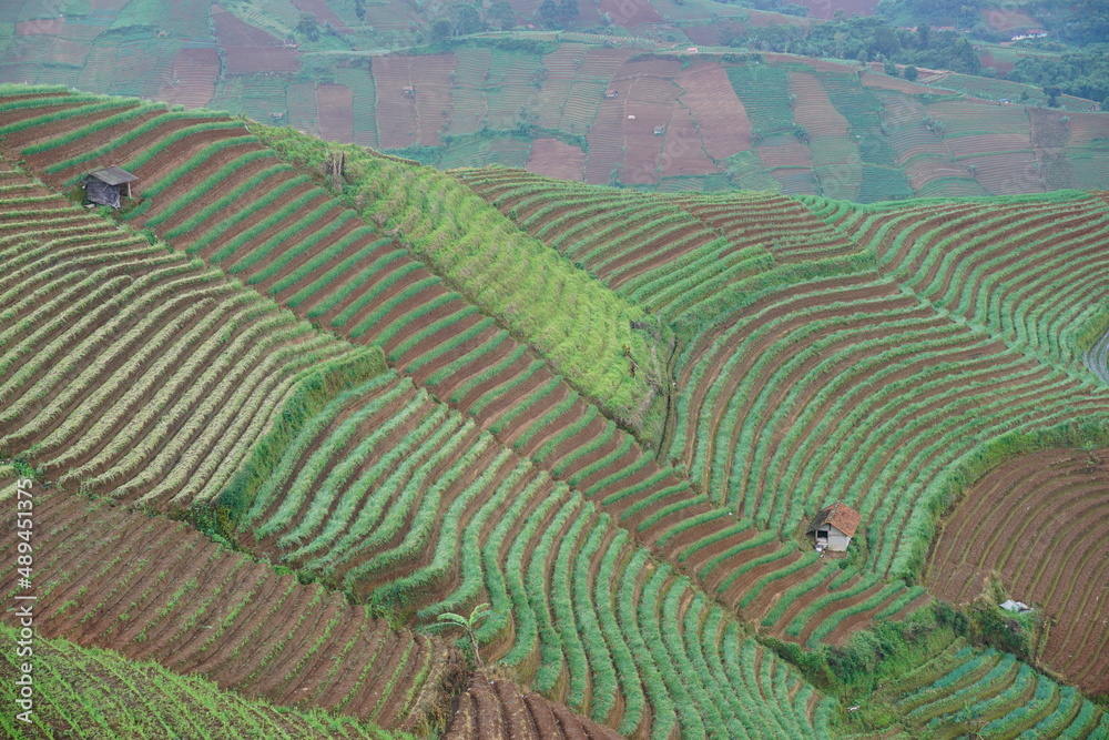 Beautiful terrace plantation with leading line and green plantation of ...