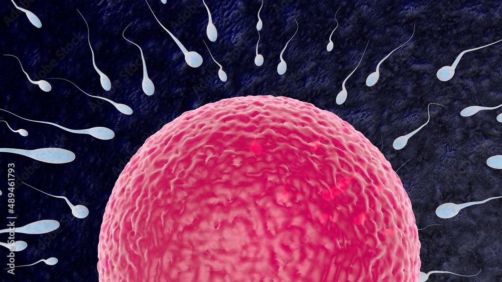 Sperm fertilization is the fusion of haploid gametes, egg and sperm ...