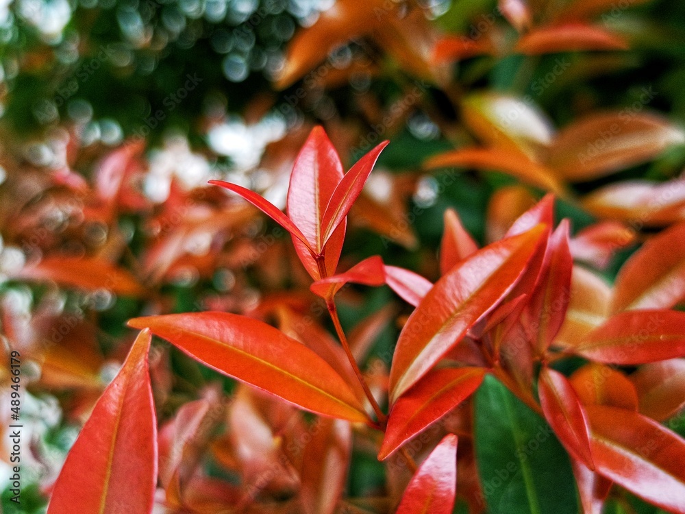 beauty leaf ornamental plant red shoot Tracheophyta Spermatophytina ...