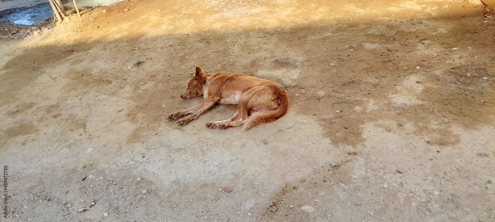 Dog in the sand Stock Photo | Adobe Stock
