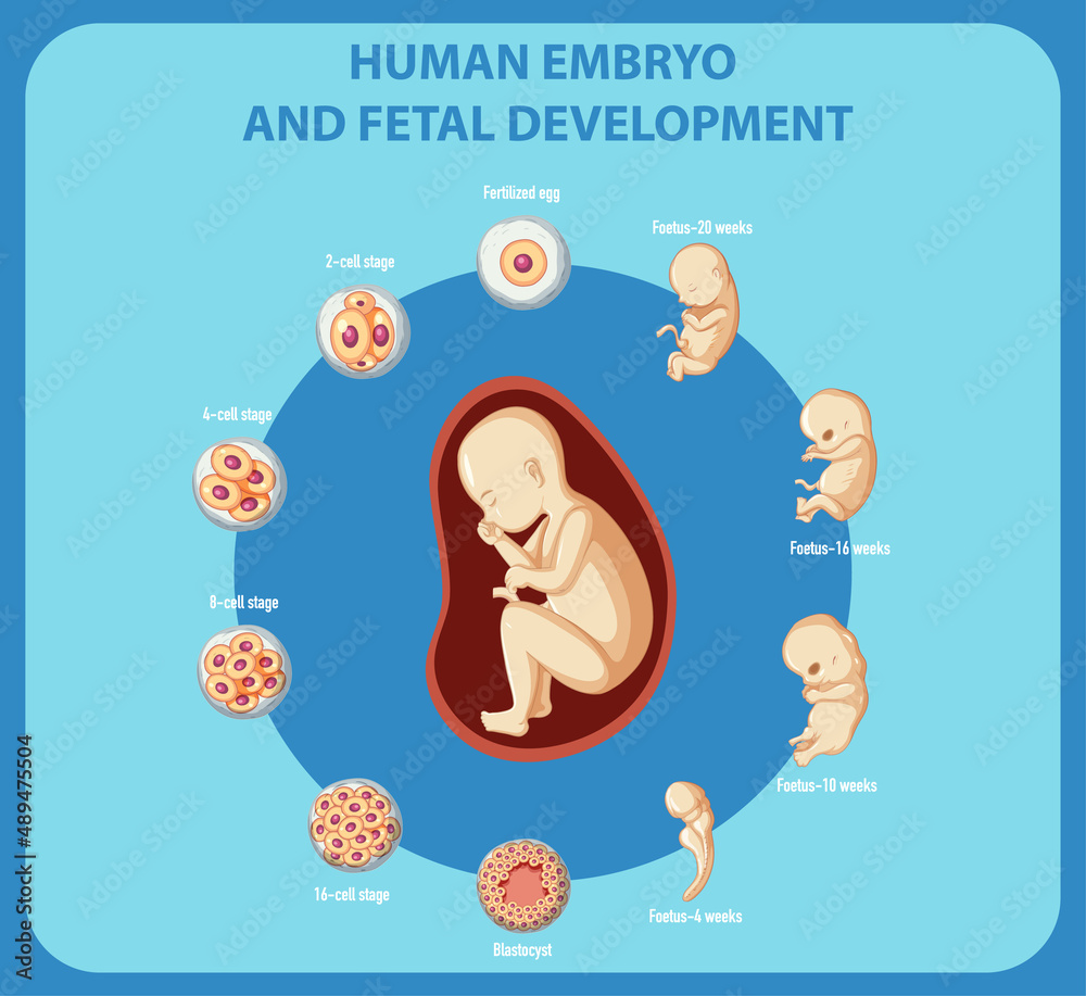 Human embryo and fetal development infographic Stock Vector | Adobe Stock