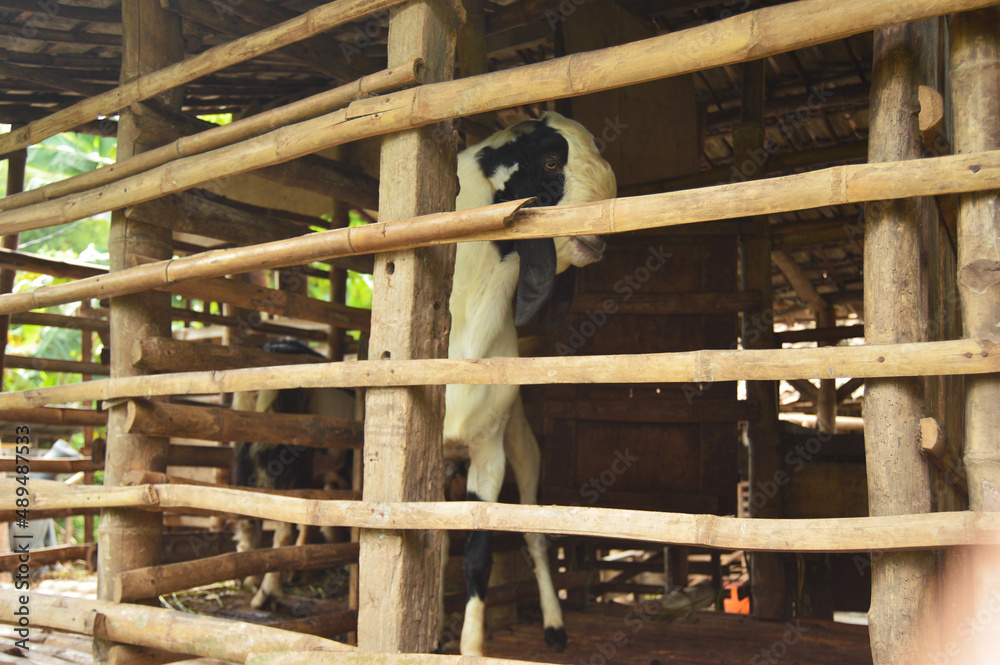 goats on farms that are traditionally managed by villagers. Stock Photo ...