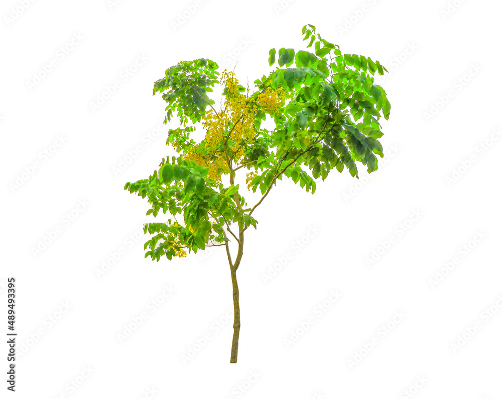Indian Laburnum tree (Cassia fistula) with its beautiful petal yellow ...