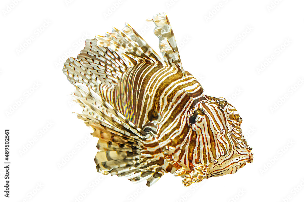close up of a Lionfish isolated on white background with venomous fins ...