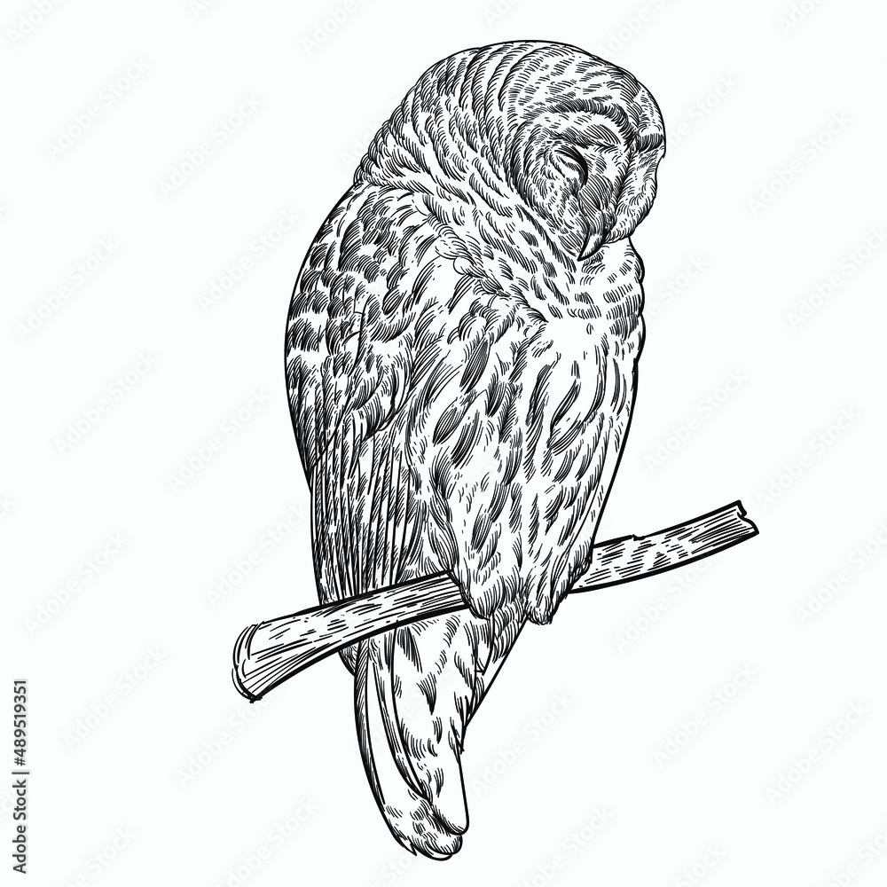 Vintage hand drawn sketch sleep owl Stock Vector | Adobe Stock