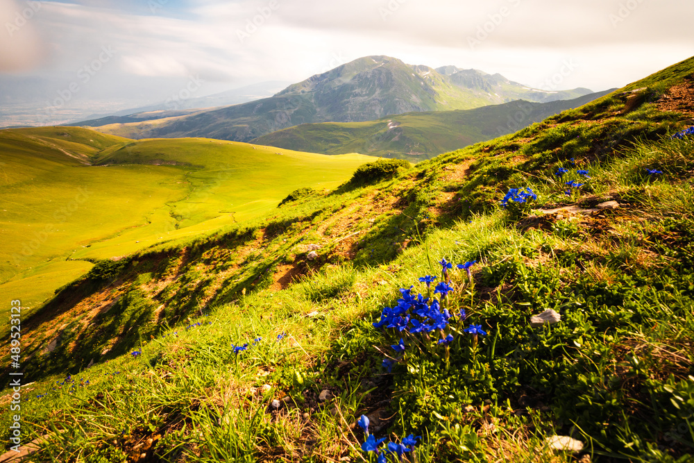 Sar planina is a mountain range located on the border of Northern ...