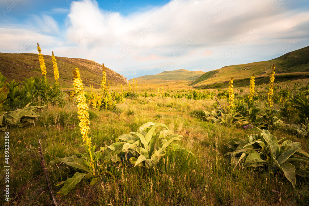 Sar planina is a mountain range located on the border of Northern ...