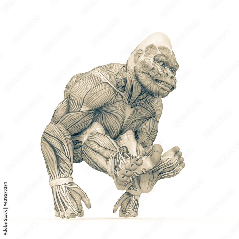 gorilla is doing a knuckles walking side view on muscle map anatomy ...