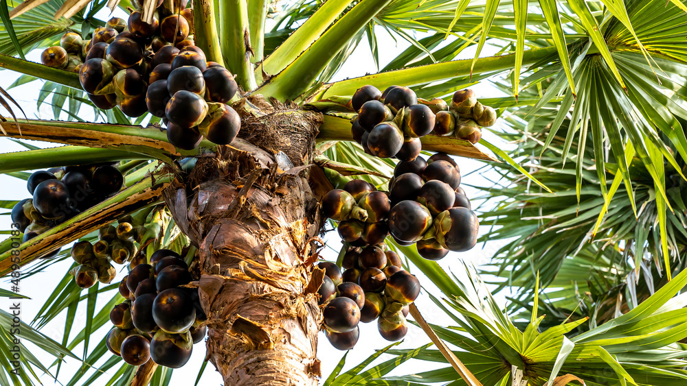 Asian palmyra palm or Borassus flabellifer, commonly known as doub palm ...
