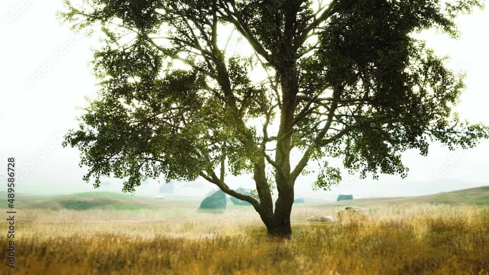 iconic oak tree casts a long shadow into a golden hill Stock ビデオ ...