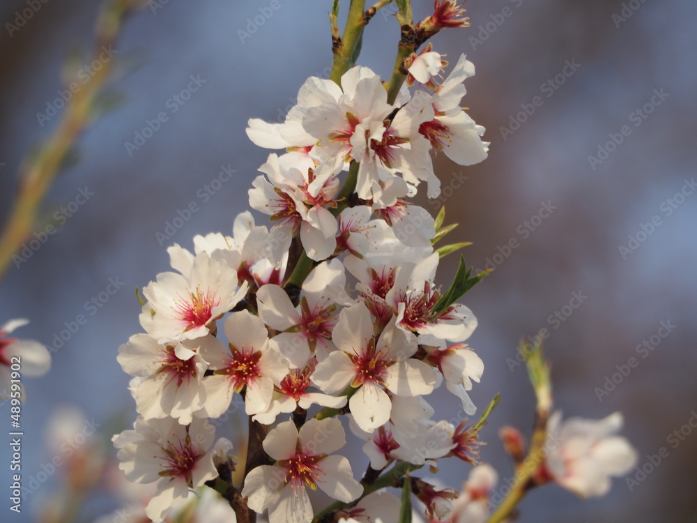 bonito ramo flora de almendro con flores de pétalos blancos y pistilos ...