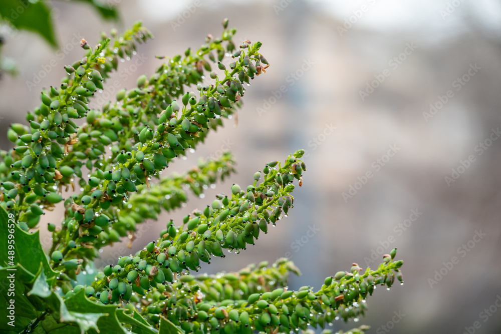 Berberine or Chinese Barberry (Berberis sp.), shrub with small yellow ...