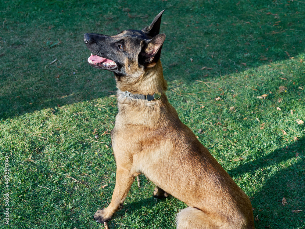 Side view of a young purebred Belgian Malinois dog. Belgian Malinois ...