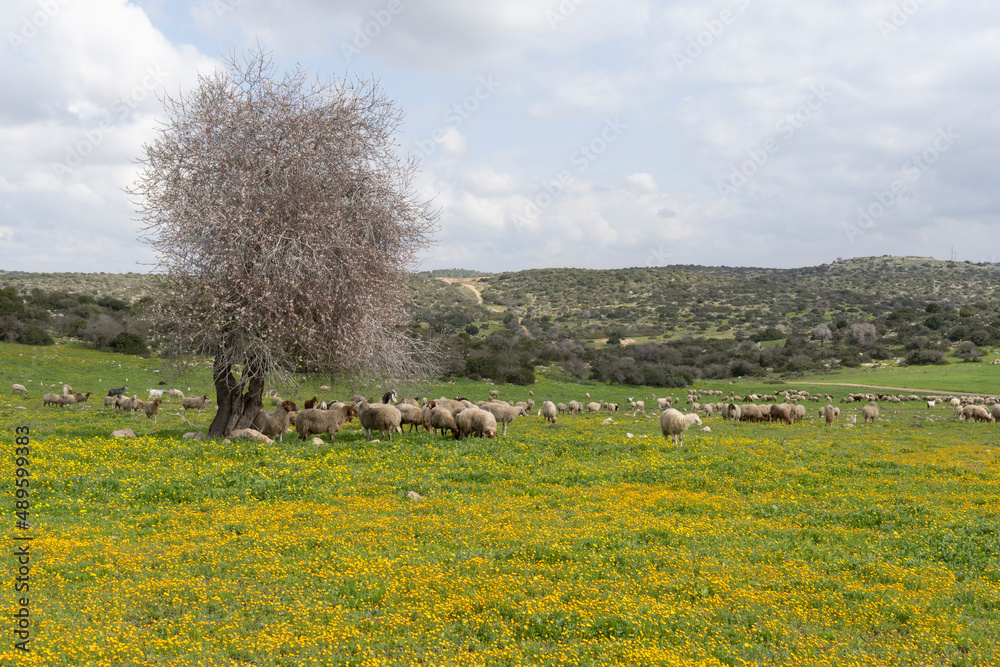 Biblical landscape in the Land of Israel Green nature, yellow and ...