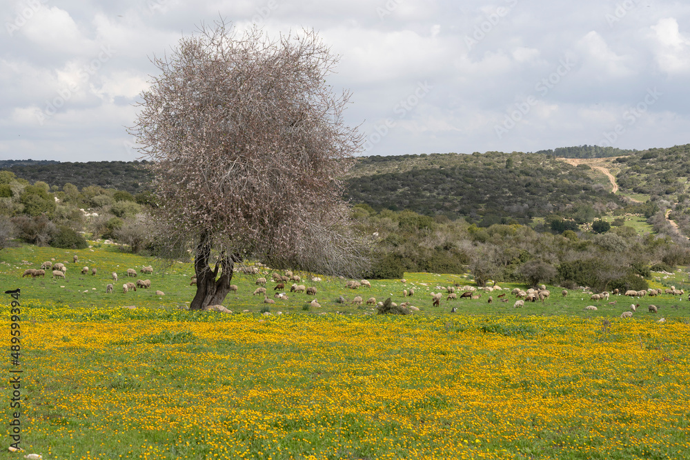 Biblical landscape in the Land of Israel Green nature, yellow and ...