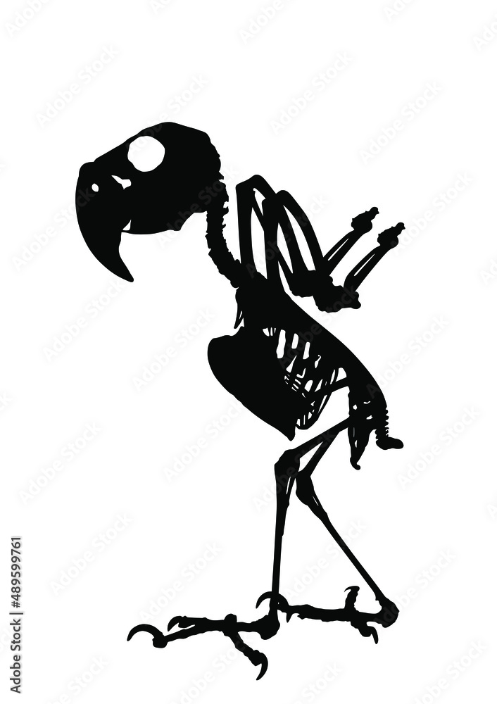 Palm Cockatoo Parrot skeleton vector silhouette illustration isolated ...