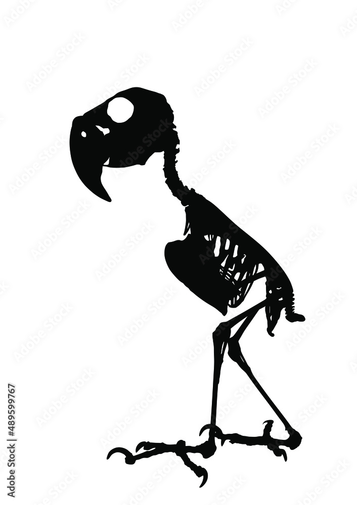 Palm Cockatoo Parrot skeleton vector silhouette illustration isolated ...