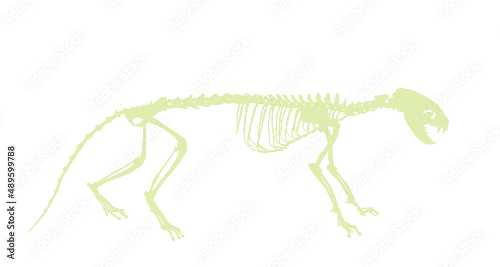 Marten skeleton vector silhouette illustration isolated on white ...
