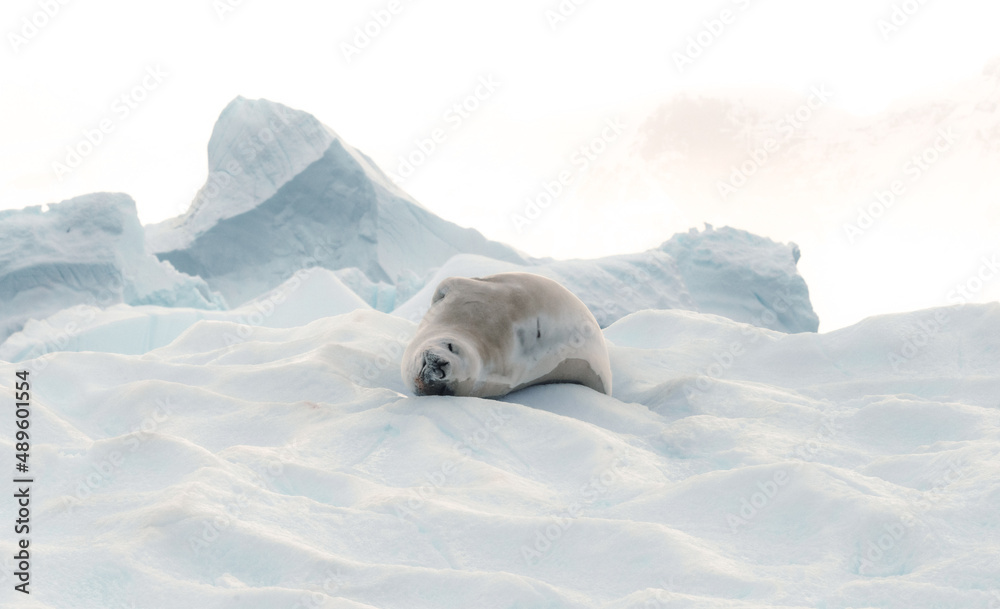 Antarctica, the White Continent Stock Photo | Adobe Stock