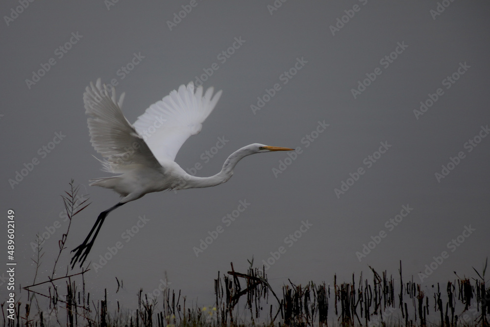 Flying Egret, Stock Photo | Adobe Stock