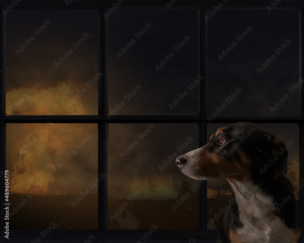 Dog looks out the window, explosion in the background Stock Photo ...