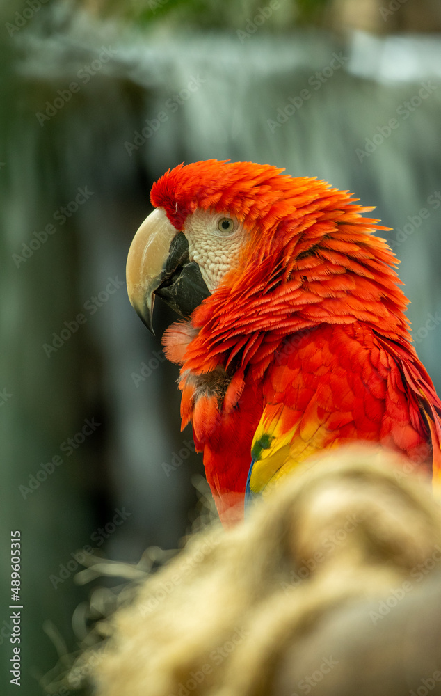 Guacamaya bandera pensando y contemplando ...