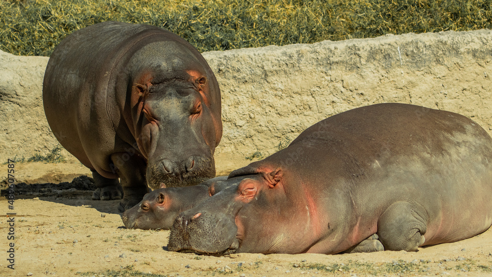 familia de Hipopótamos bajo el sol zoológico Guadalajara jalisco México ...